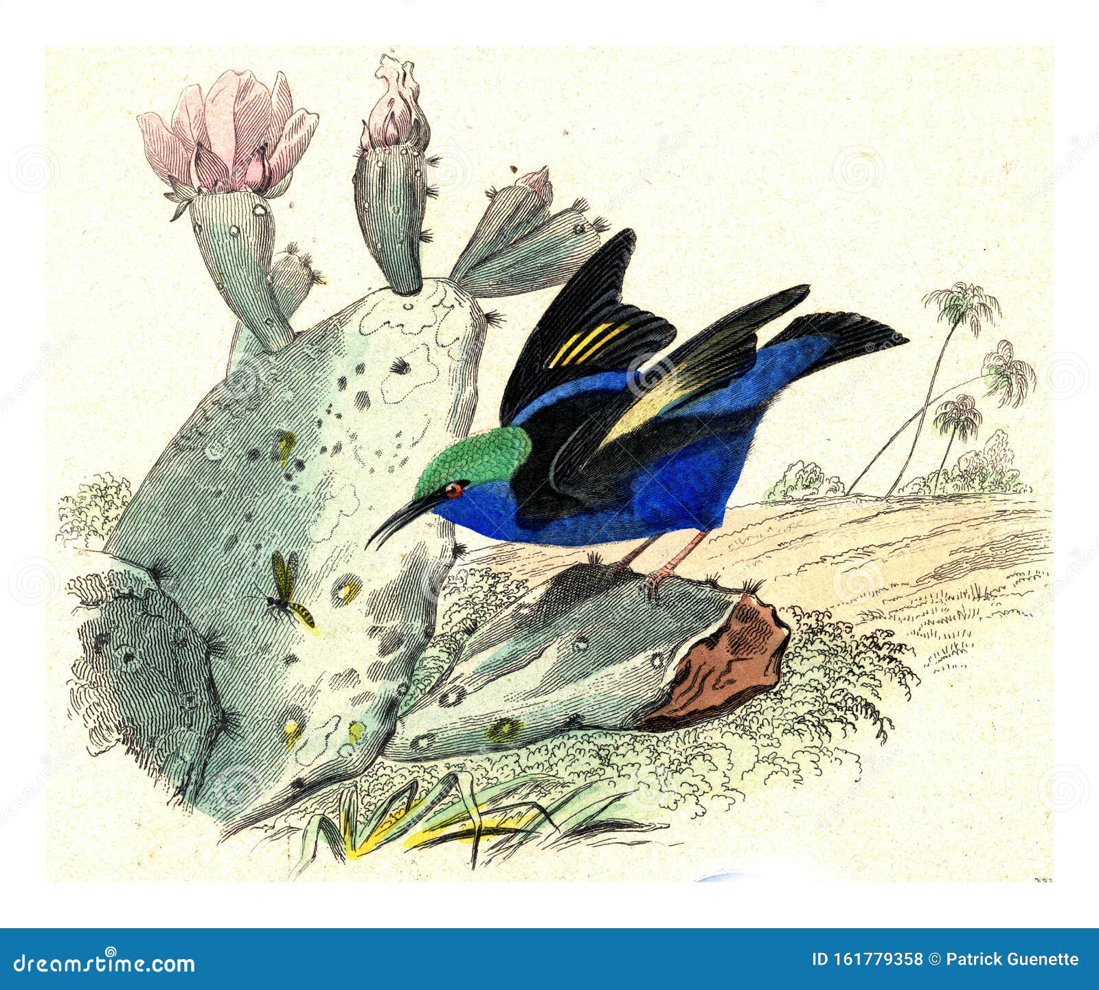 Treecreeper Cartoons, Illustrations & Vector Stock Images - 18 Pictures ...