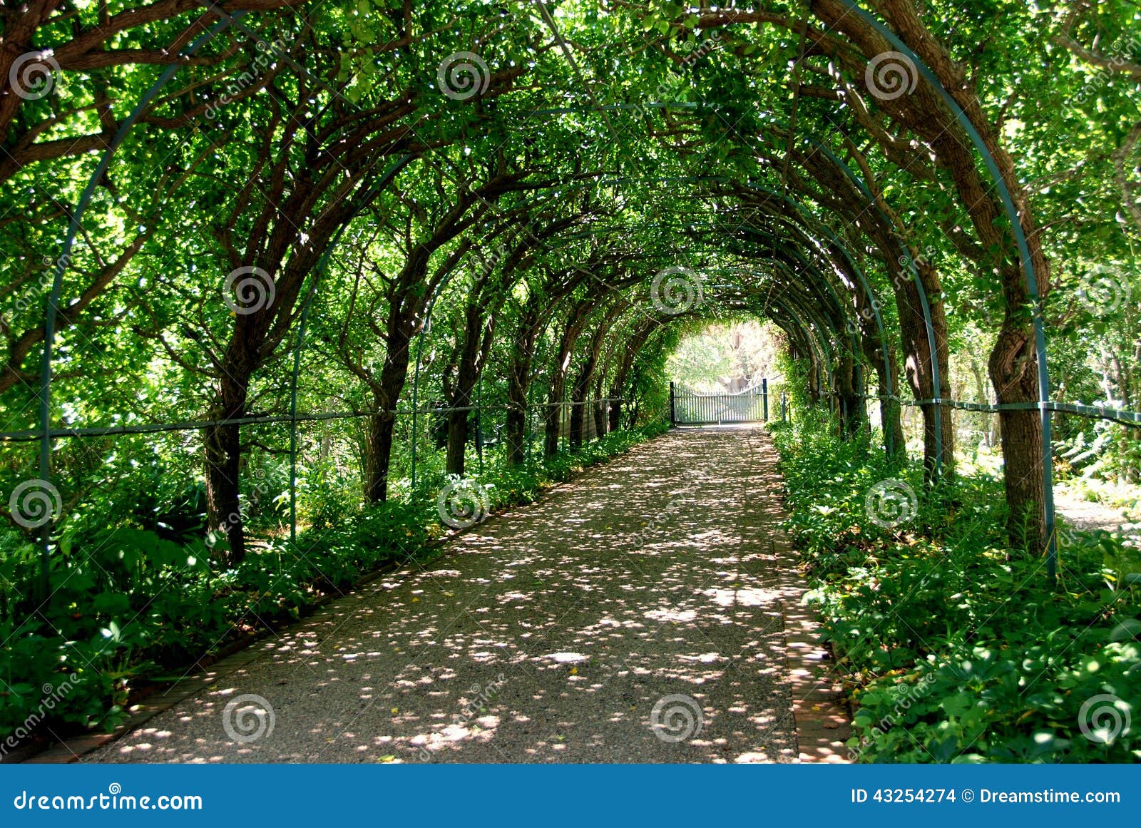 A treed tunnel stock photo. Image of path, walking, trees - 43254274