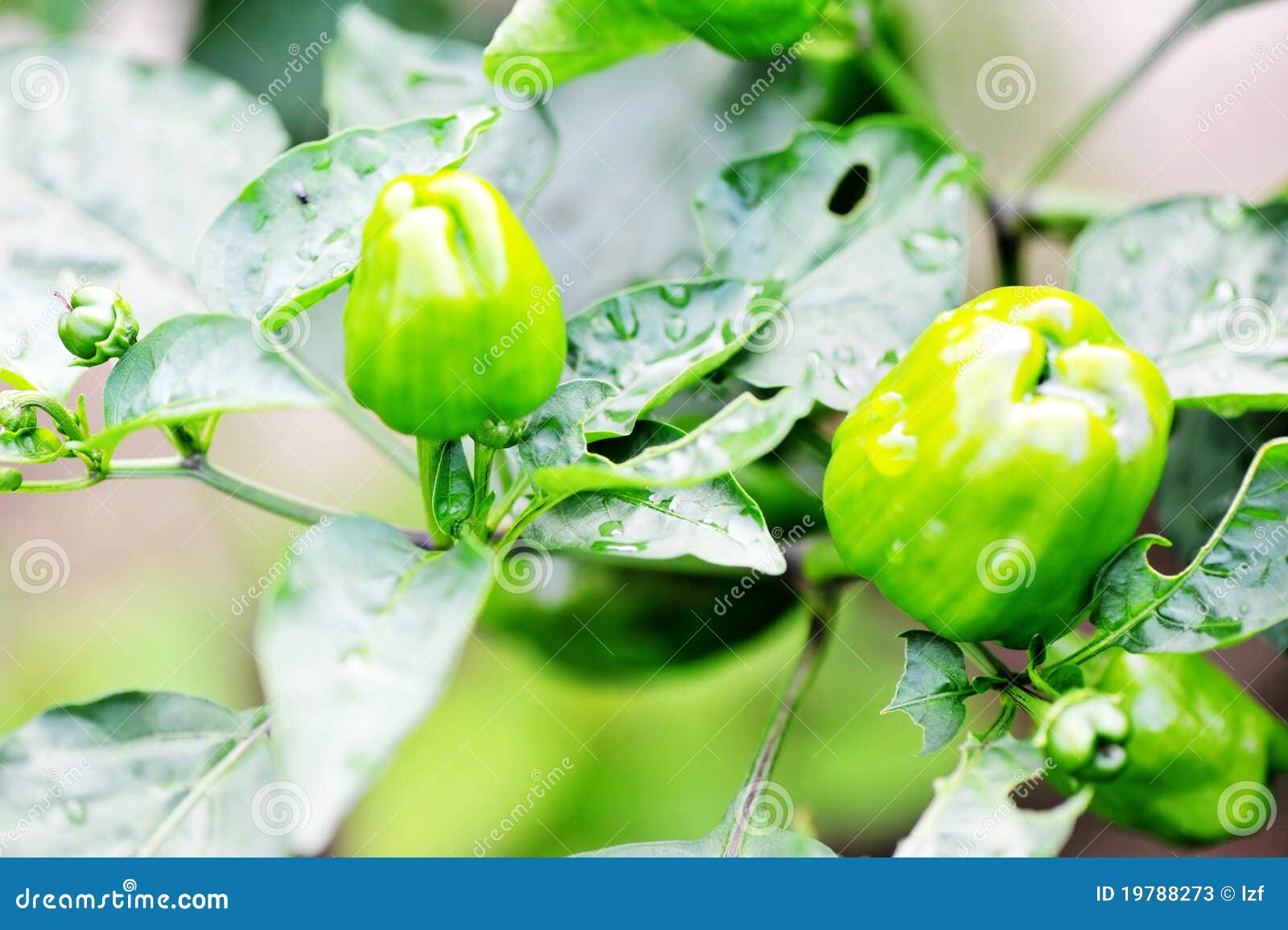 Treee da pimenta verde imagem de stock. Imagem de fresco - 19788273