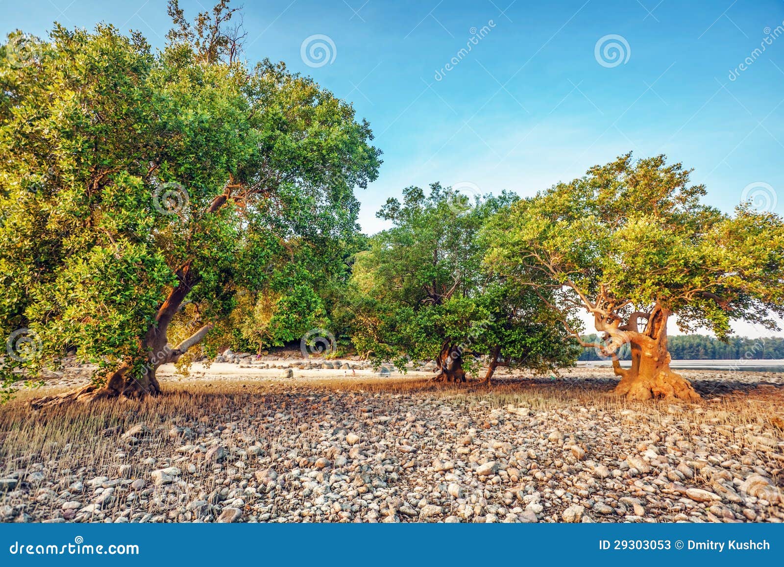 Treees on sea shore stock image. Image of nature, peaceful - 29303053