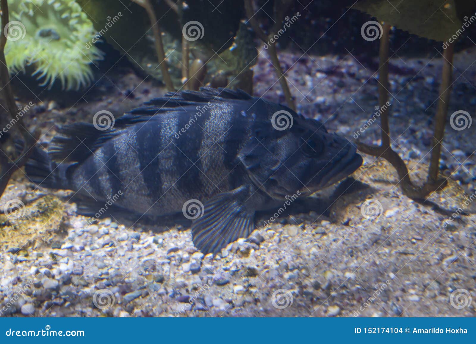 Treefish Sebastes Stock Photos - Free & Royalty-Free Stock Photos from ...
