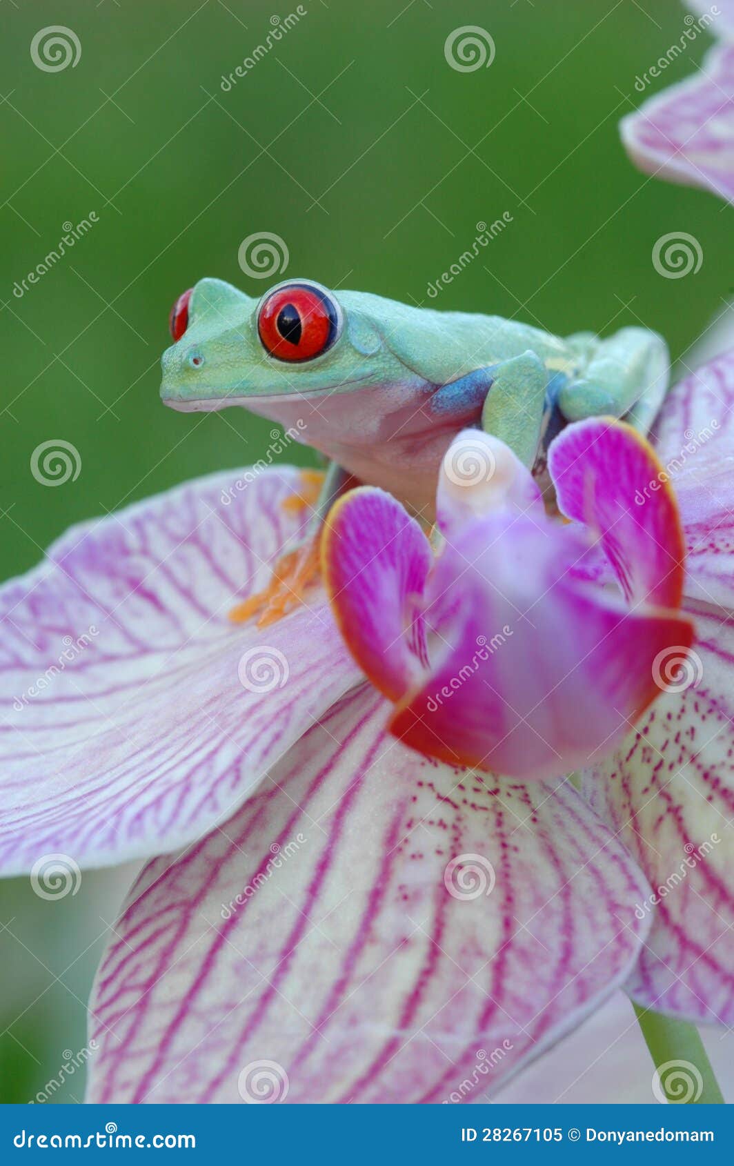 Treefrog Aux Yeux Rouges (callidryas D'Agalychnis) Image stock - Image ...