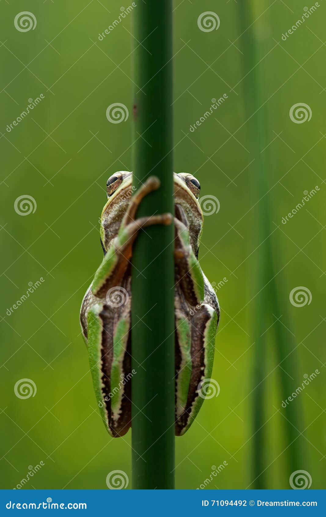Treefrog stock photo. Image of rest, toad, frog, sedge - 71094492