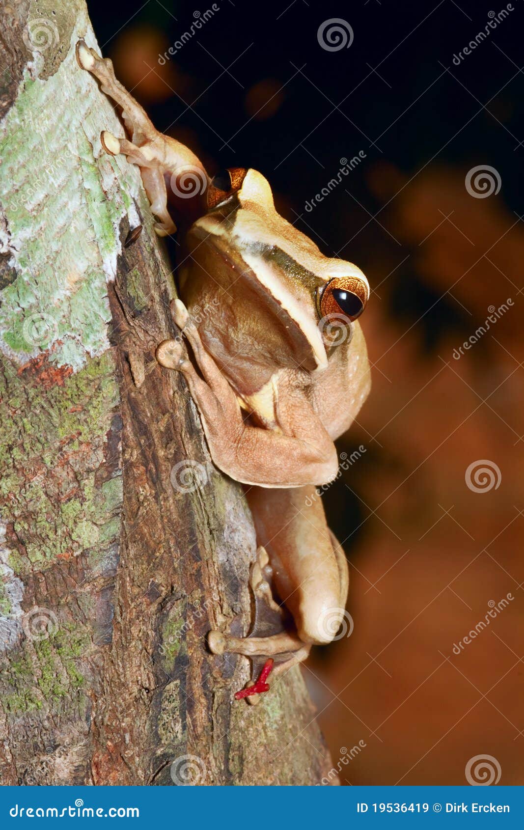 Treefrog in Tropical Amazon Jungle Stock Image - Image of rainforest ...