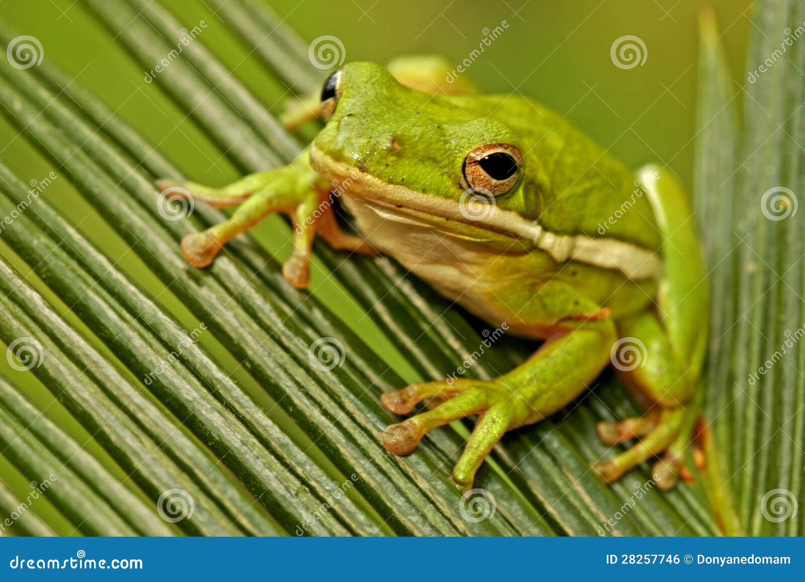 Treefrog Verde (Hyla Cinerea) Foto de archivo - Imagen de animal ...