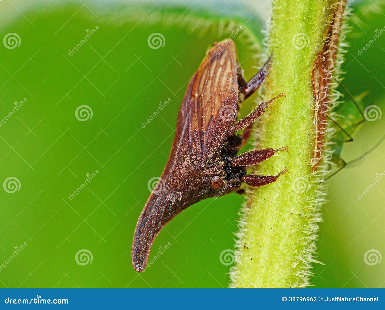 Treehopper on Stem stock photo. Image of posing, stem - 38796962