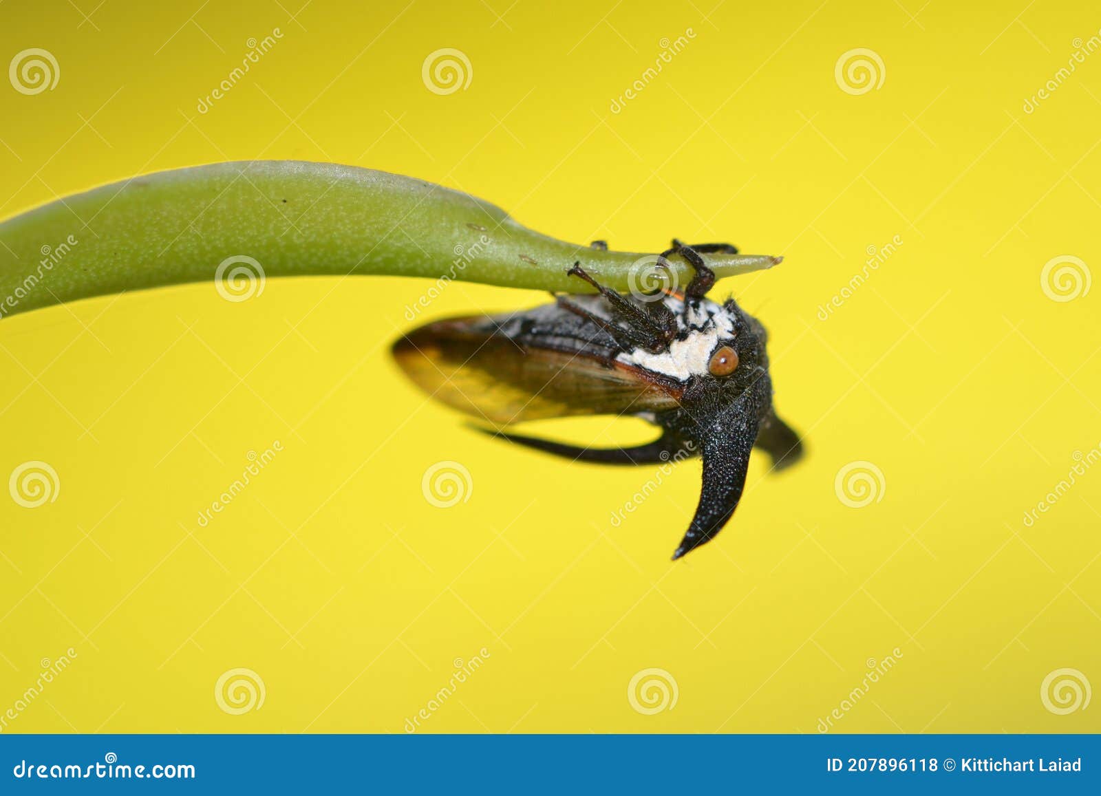Treehopper stock photo. Image of green, treehopper, close - 207896118