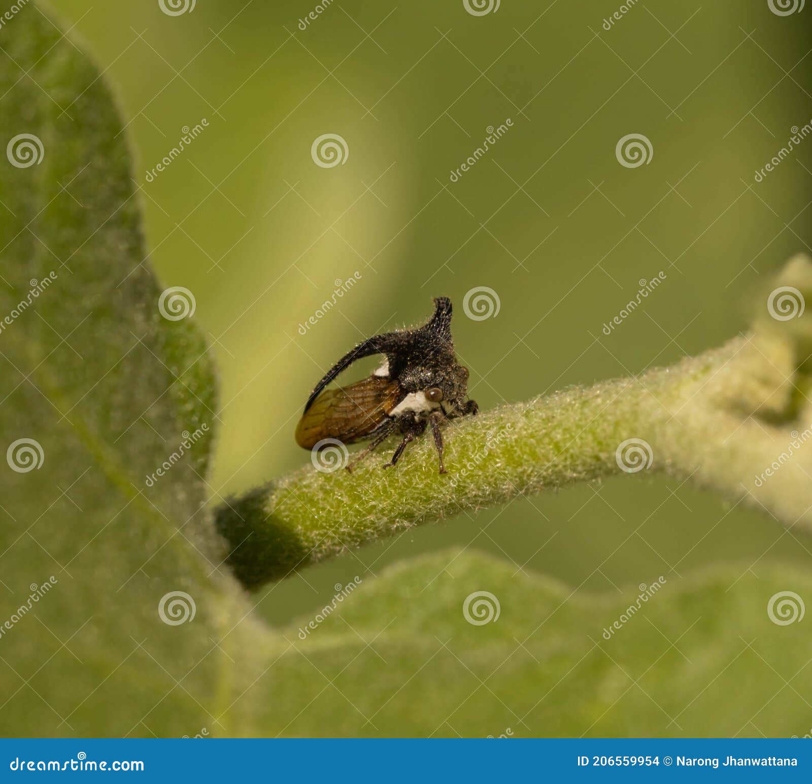 Leafhoppers stock photo. Image of beautiful, horn, color - 206559954
