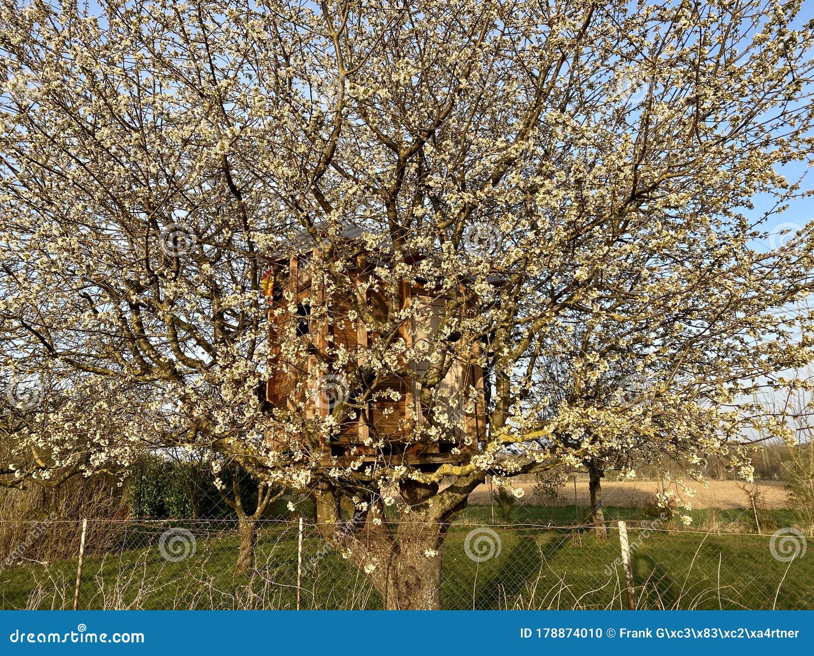 Treehouse Cabin Log Built in a Blossoming Oval Shape Tree Stock Photo ...