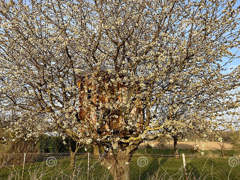 Treehouse Cabin Log Built in a Blossoming Oval Shape Tree Stock Photo ...