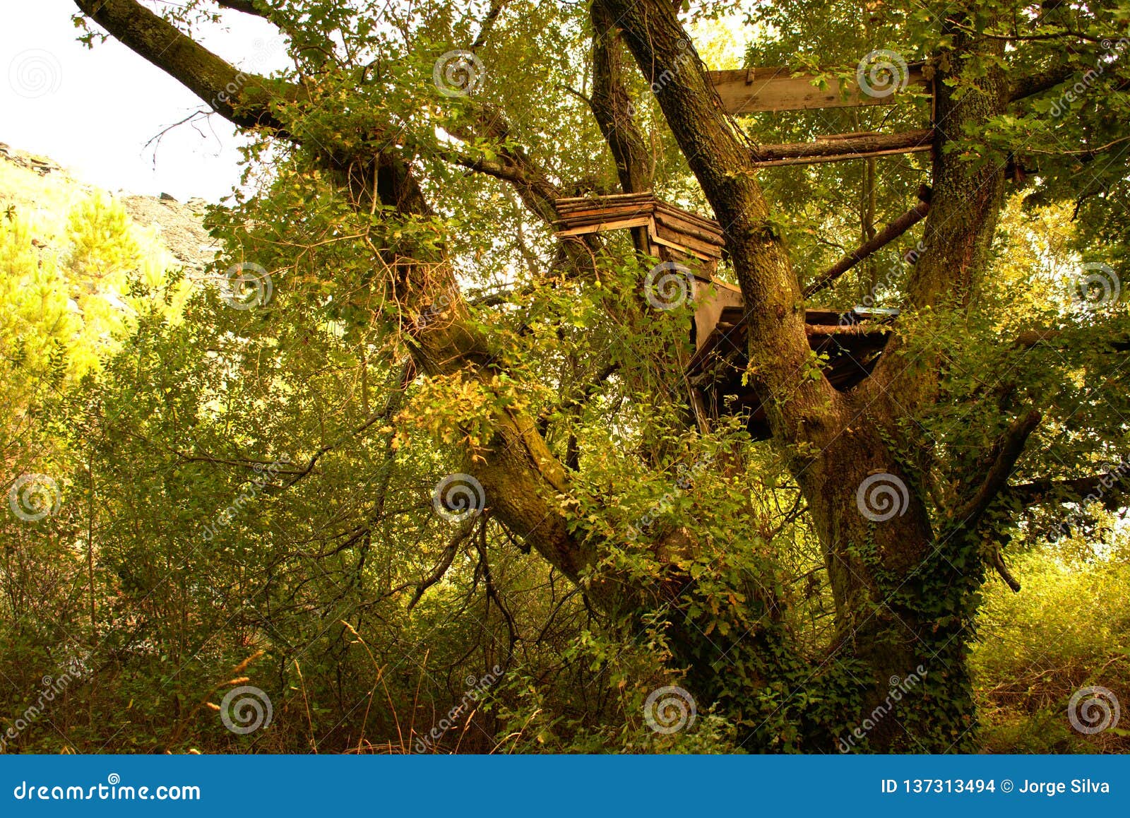 A Tree-house Destroyed by a Storm Stock Photo - Image of portugal ...
