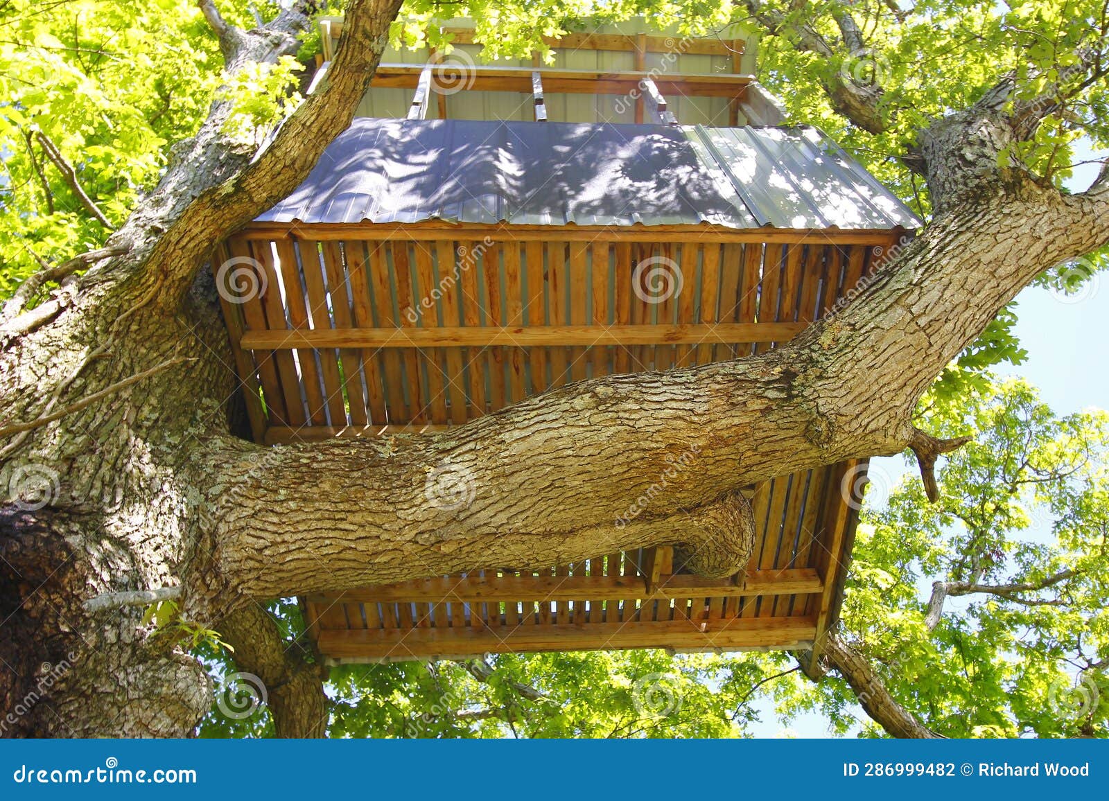 Treehouse High in a Tree in Summer Stock Photo - Image of mortgage ...