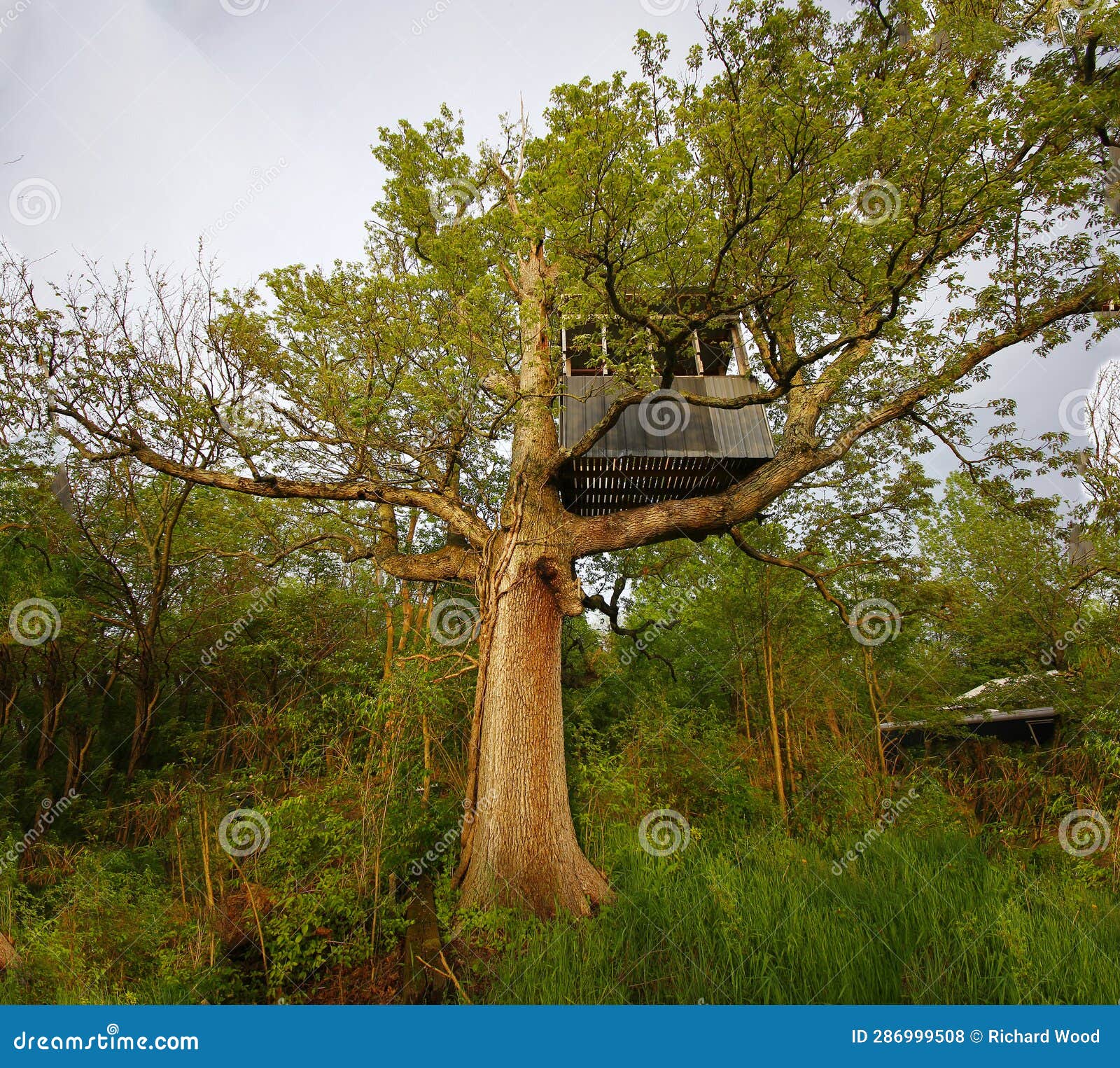 Treehouse High in a Tree in Summer Stock Photo - Image of jungle ...