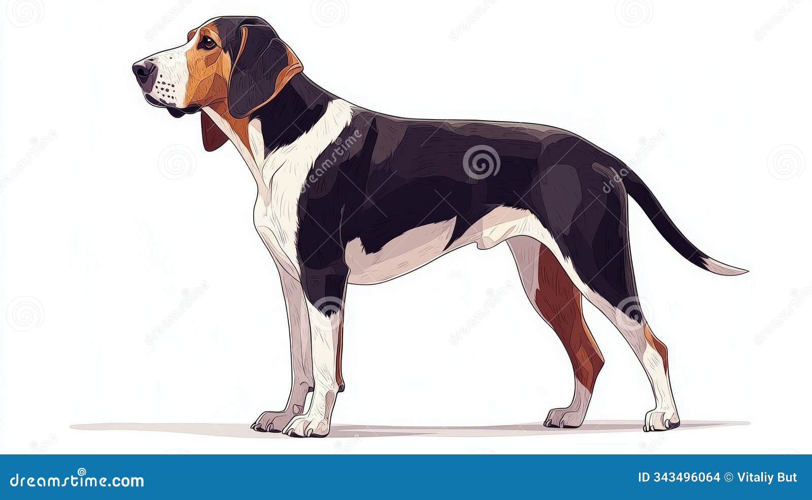 Treeing Walker Coonhound Or Tennessee Lead Dog Breed Portrait Isolated ...