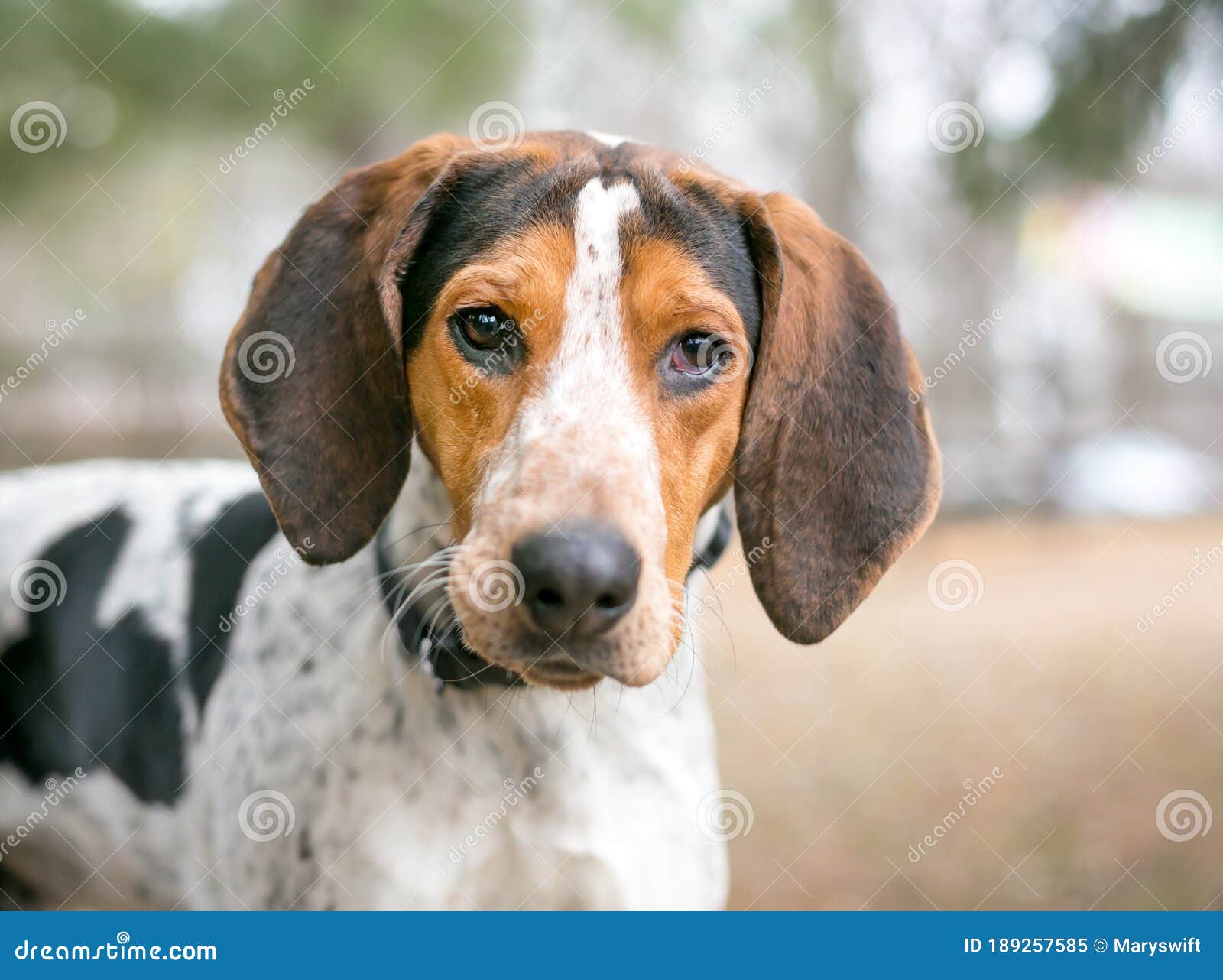 A Treeing Walker Coonhound Dog Outdoors Stock Image - Image of look ...