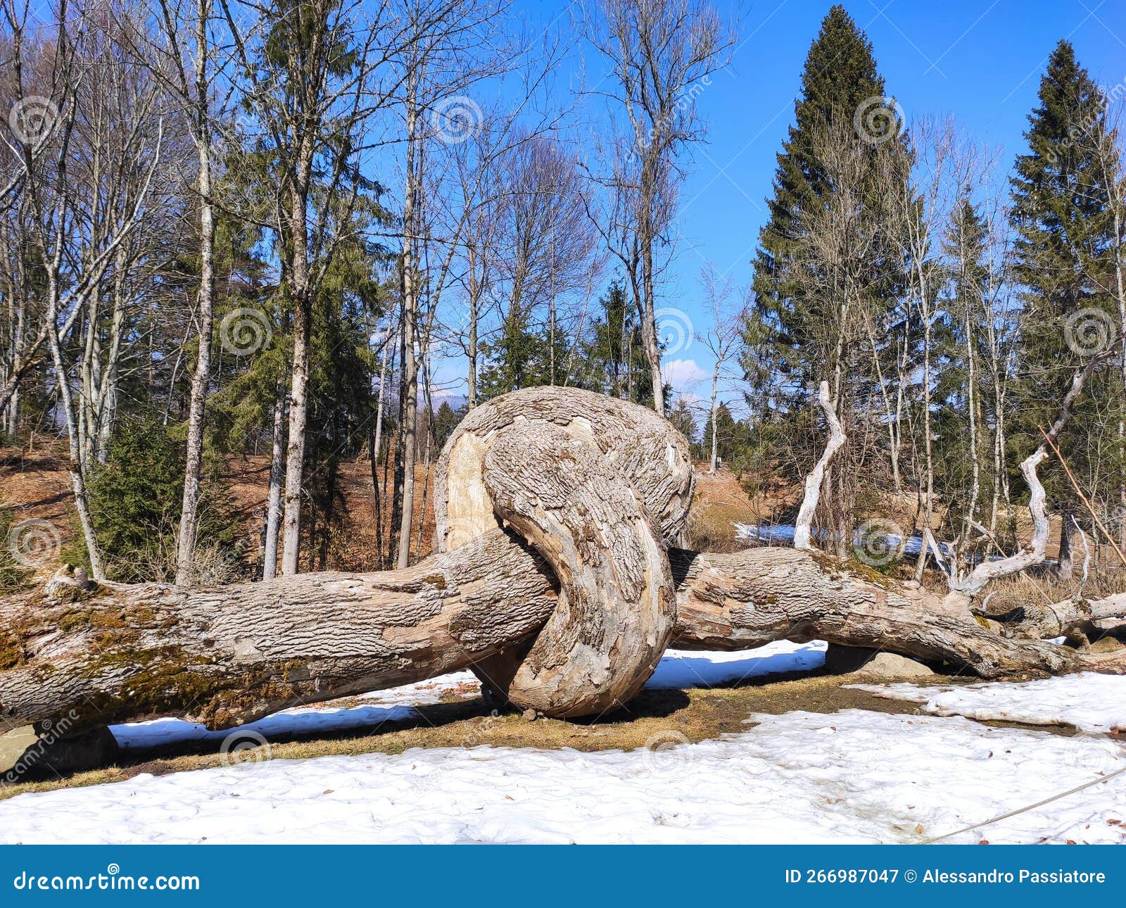 TreeKnot stock image. Image of artesella, nature, geology - 266987047