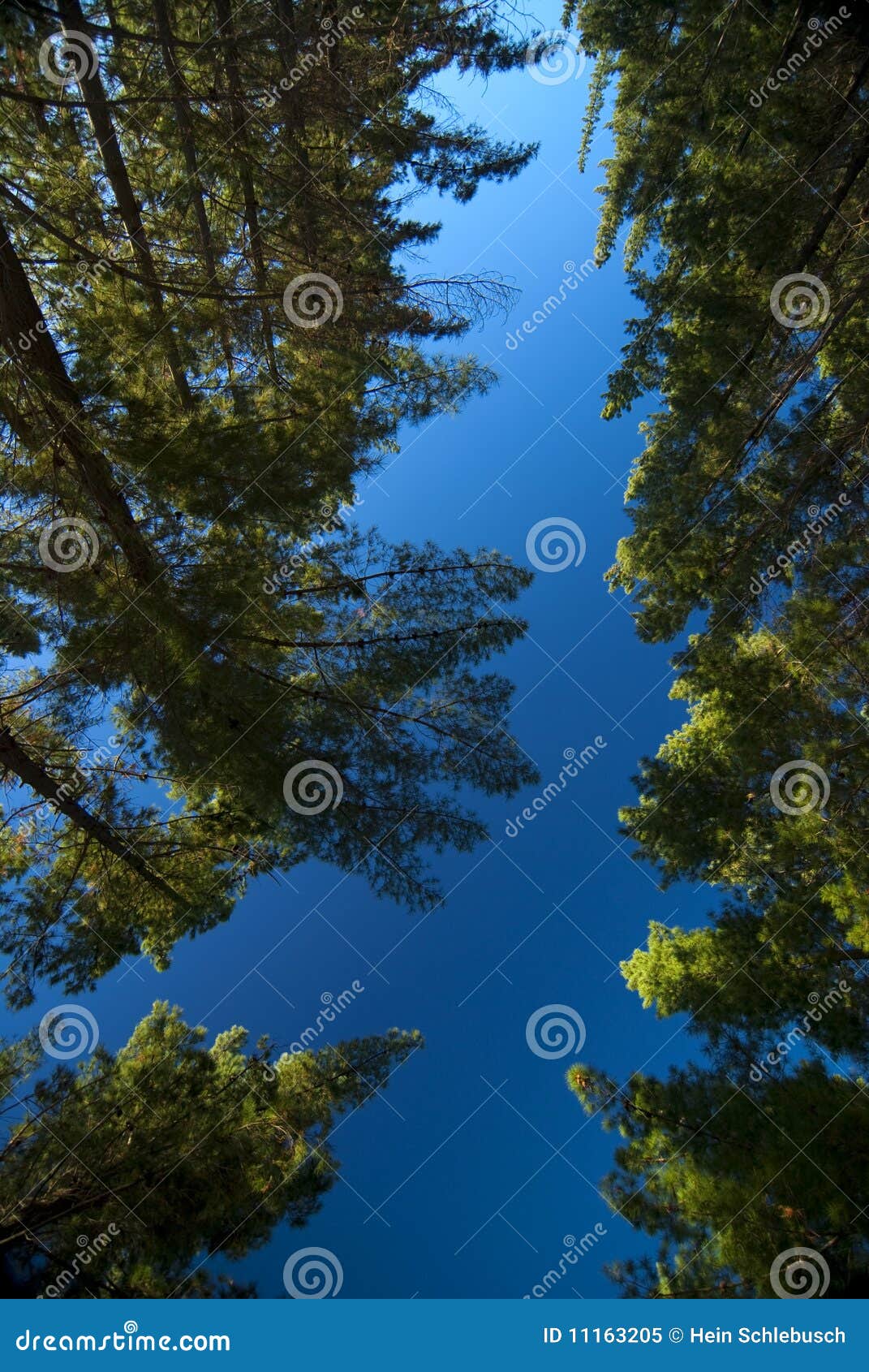 Treeline stock image. Image of blue, color, landscape - 11163205