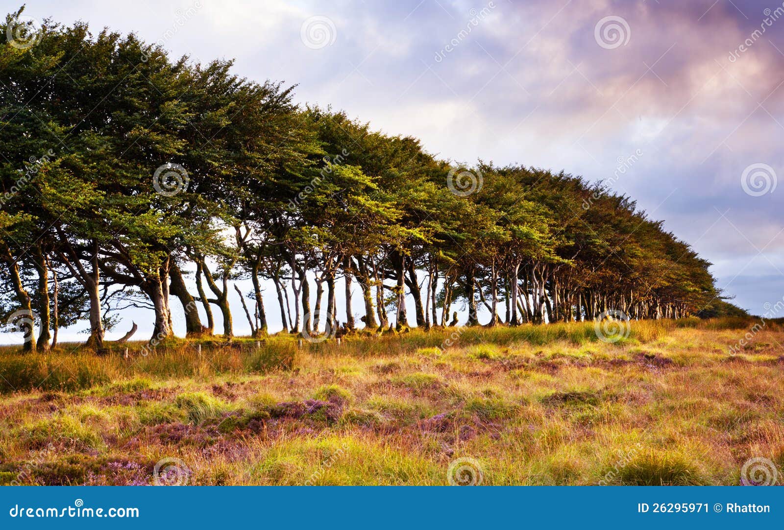 Treeline stock image. Image of storm, outdoors, treeline - 26295971