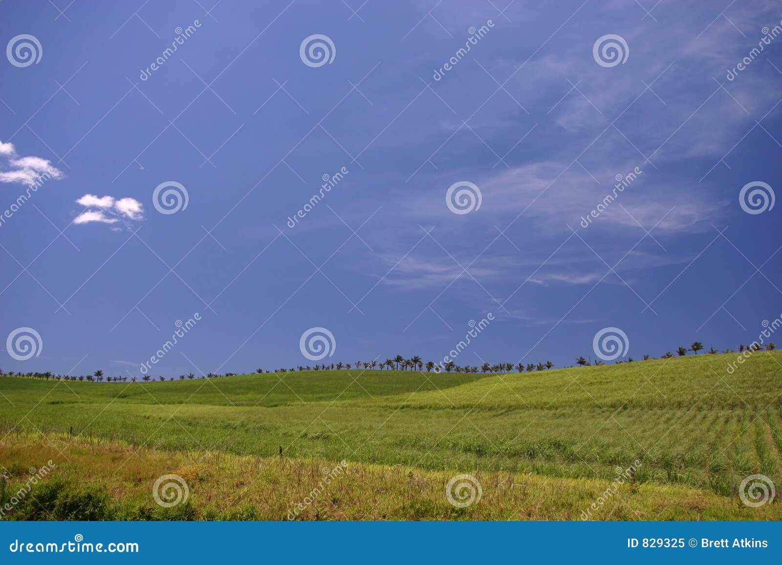 Treeline Picture. Image: 829325