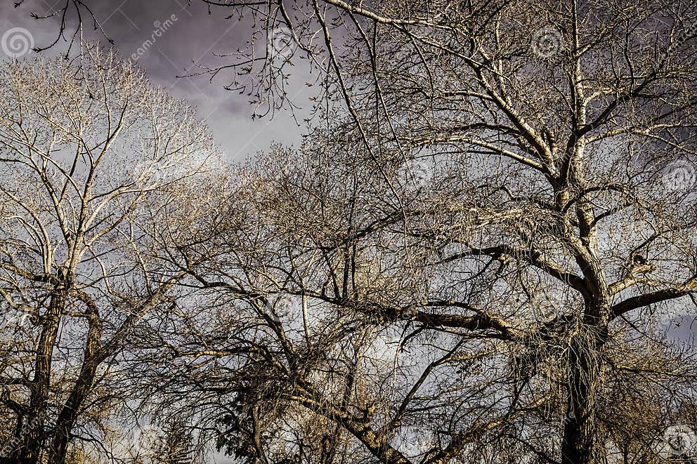 Treeline and Cloudy Sky stock photo. Image of scenery - 271477894