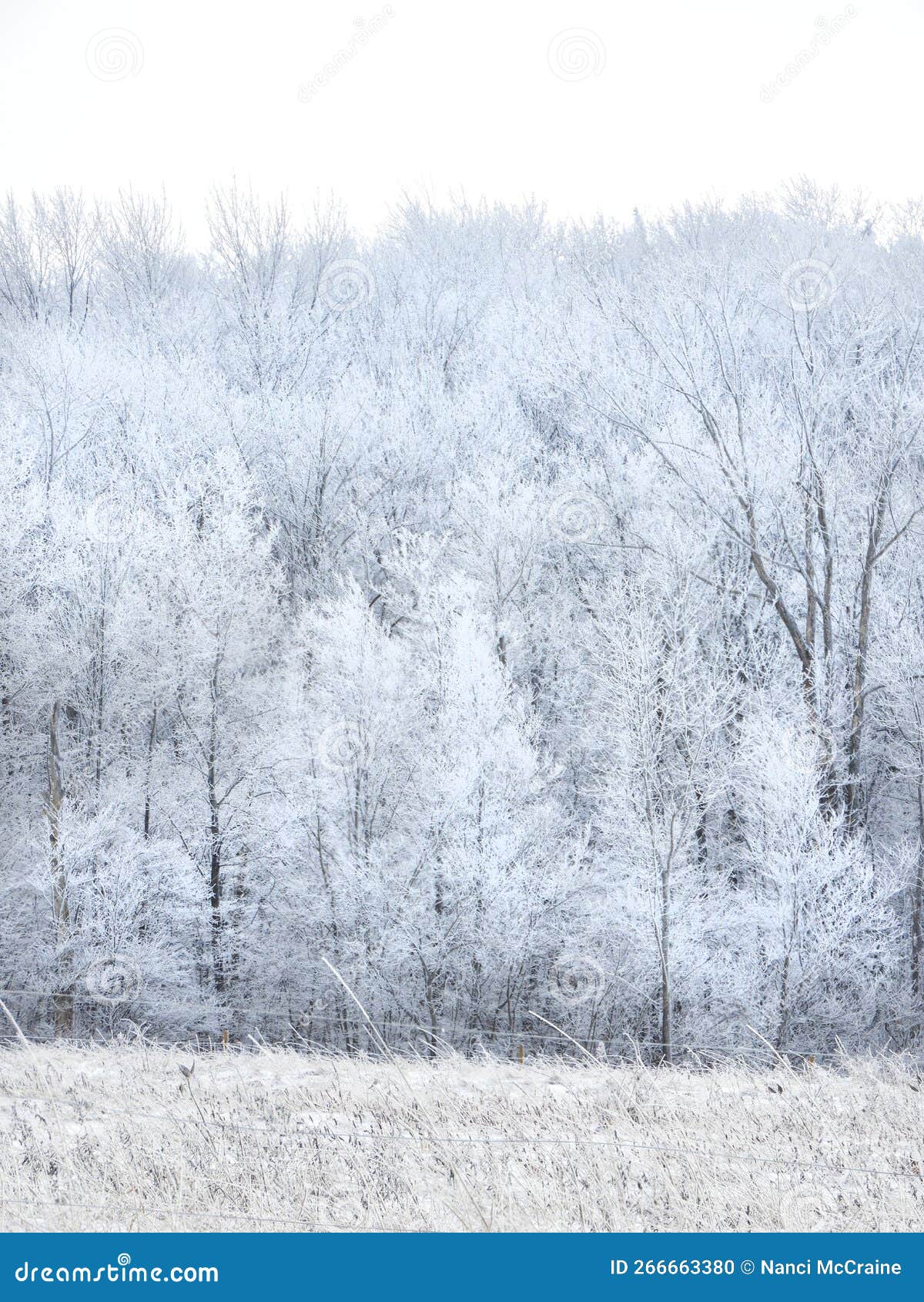 Treeline Higher Elevation Covered in Ice and Snow Stock Photo - Image ...