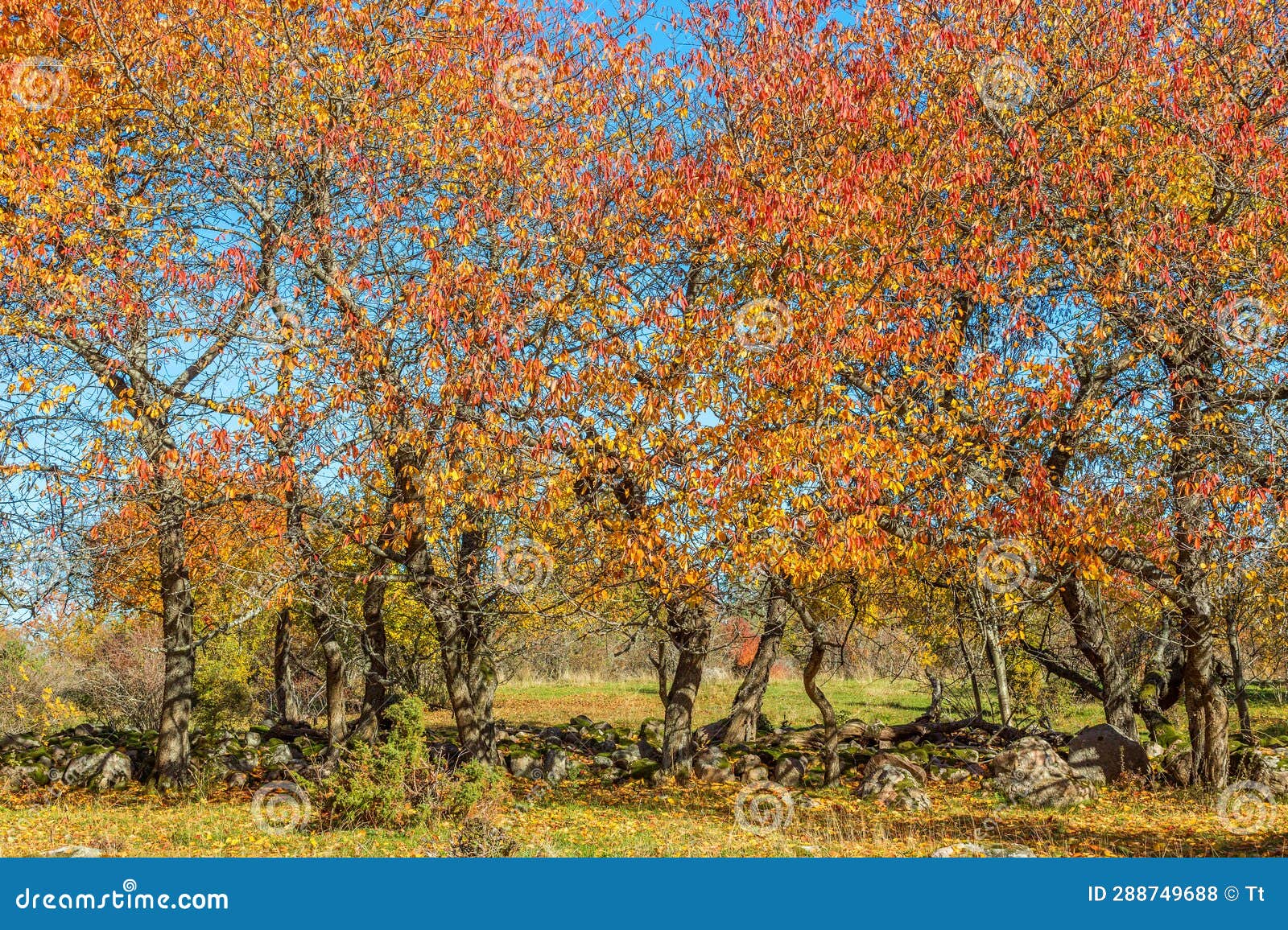 Treeline with the Fall Colors at a Stone Wall Stock Photo - Image of ...