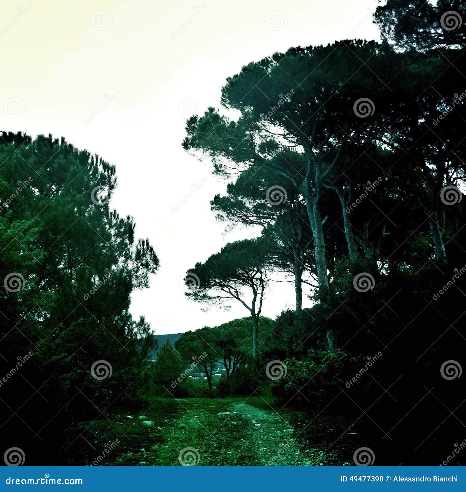 Treeline in forest stock photo. Image of desaturated - 49477390