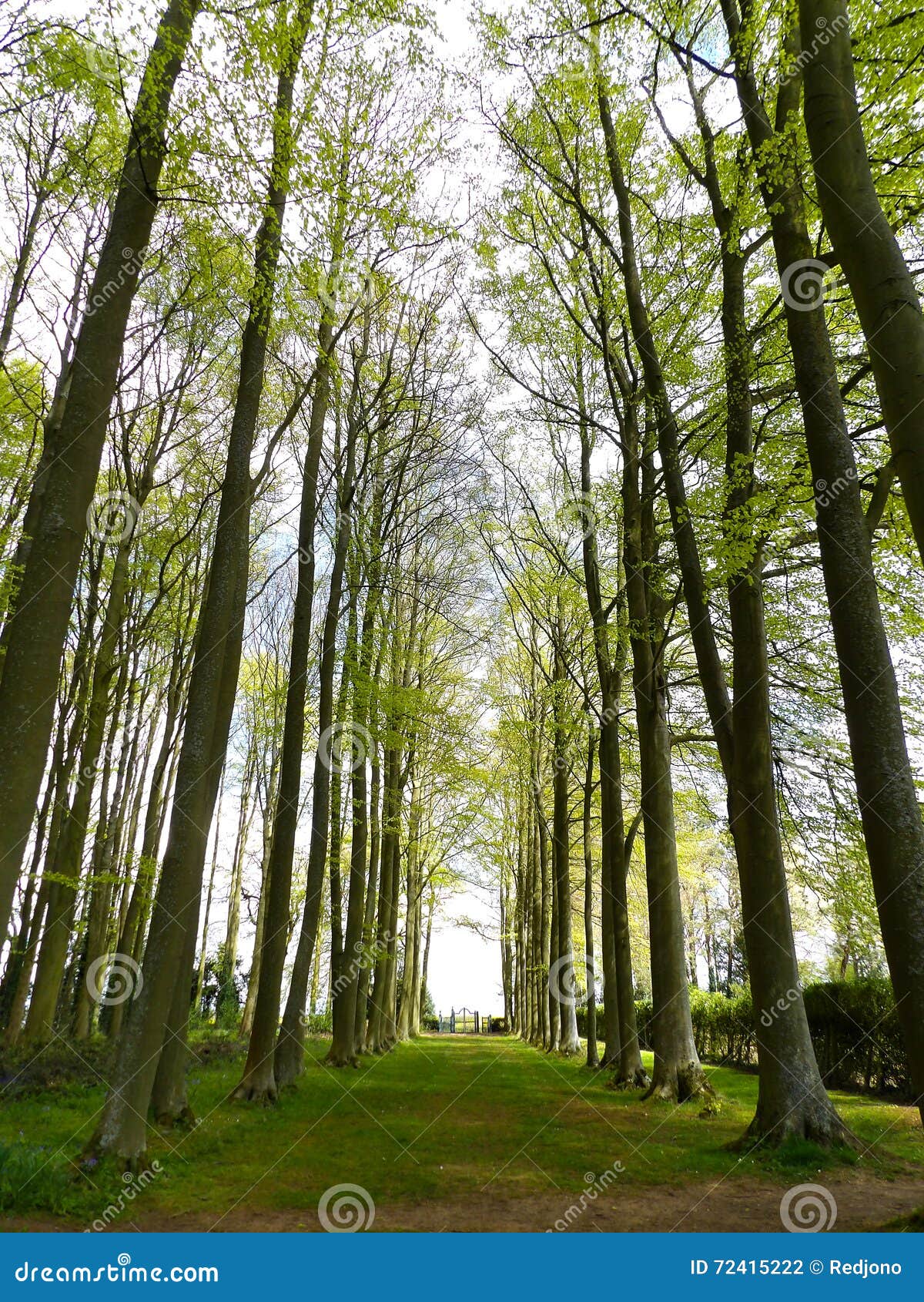 Treeline stock photo. Image of calm, lines, nature, leaves - 72415222