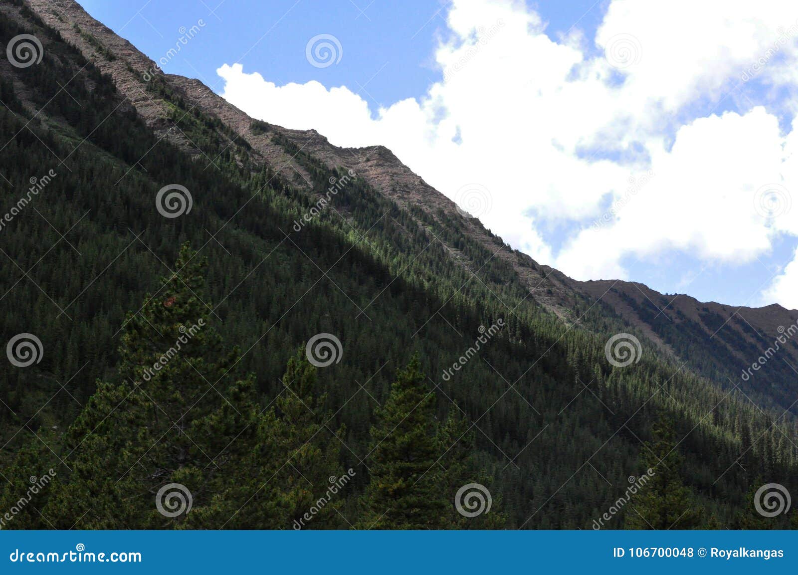 Treeline on a Mountainside stock photo. Image of mountainside - 106700048