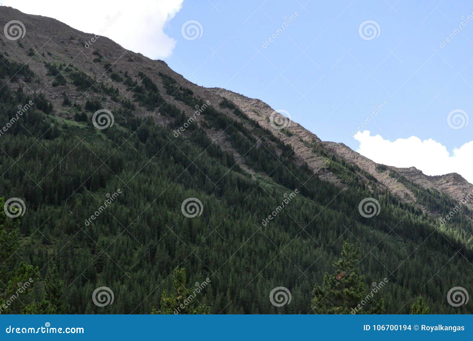 Treeline on a Mountainside stock photo. Image of pines - 106700194