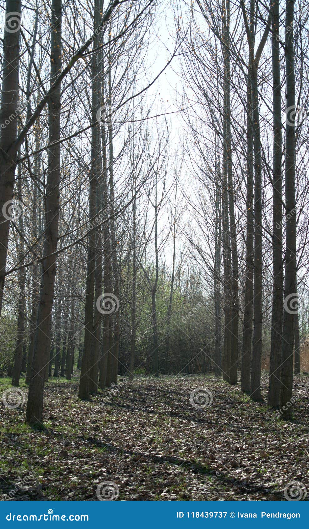 Treeline stock image. Image of trees, forest, treeline - 118439737