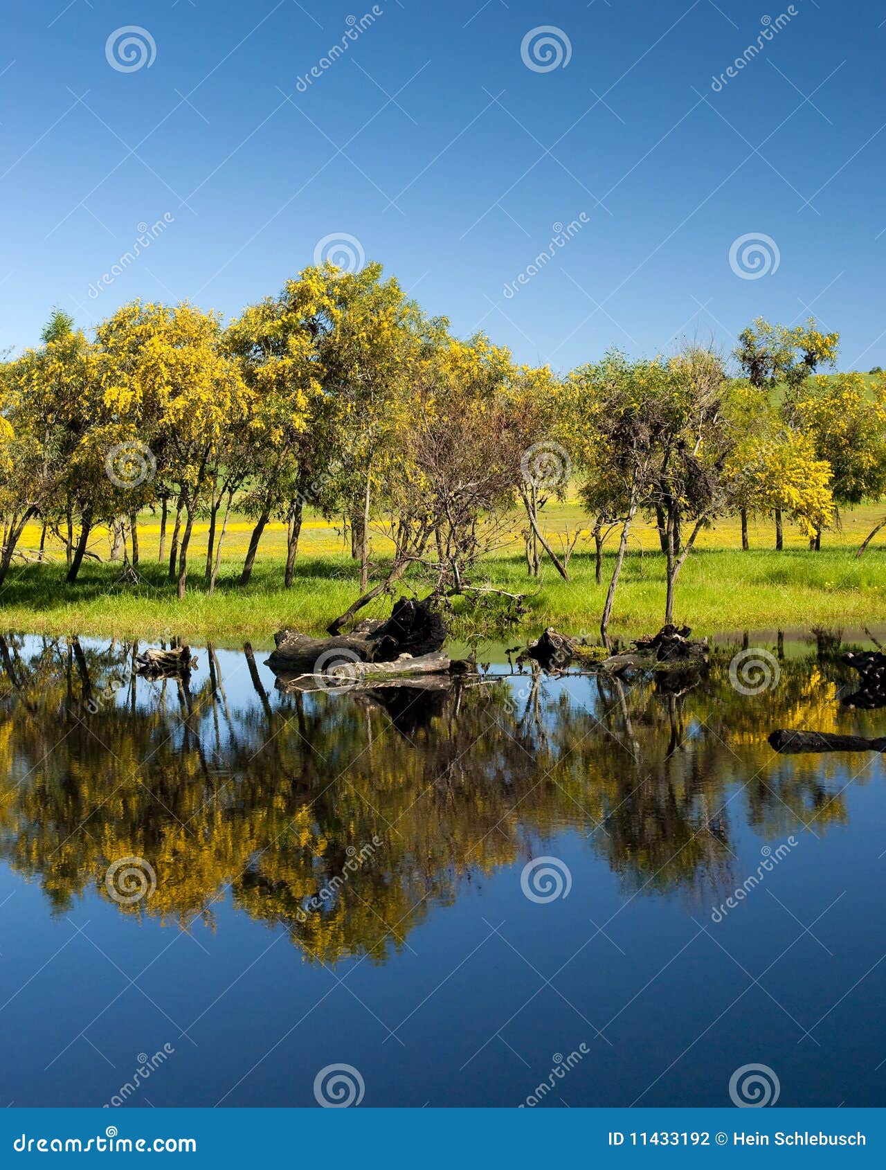 Treeline reflectin on lake stock photo. Image of landscape - 11433192