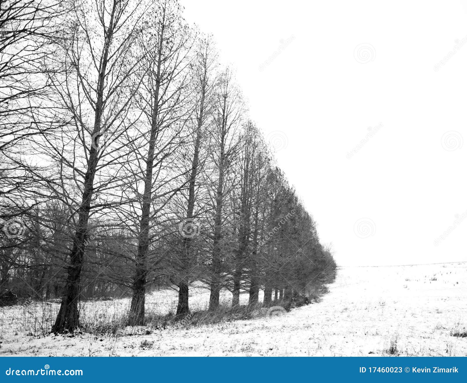 Treeline in the snow stock image. Image of negative, perspective - 17460023