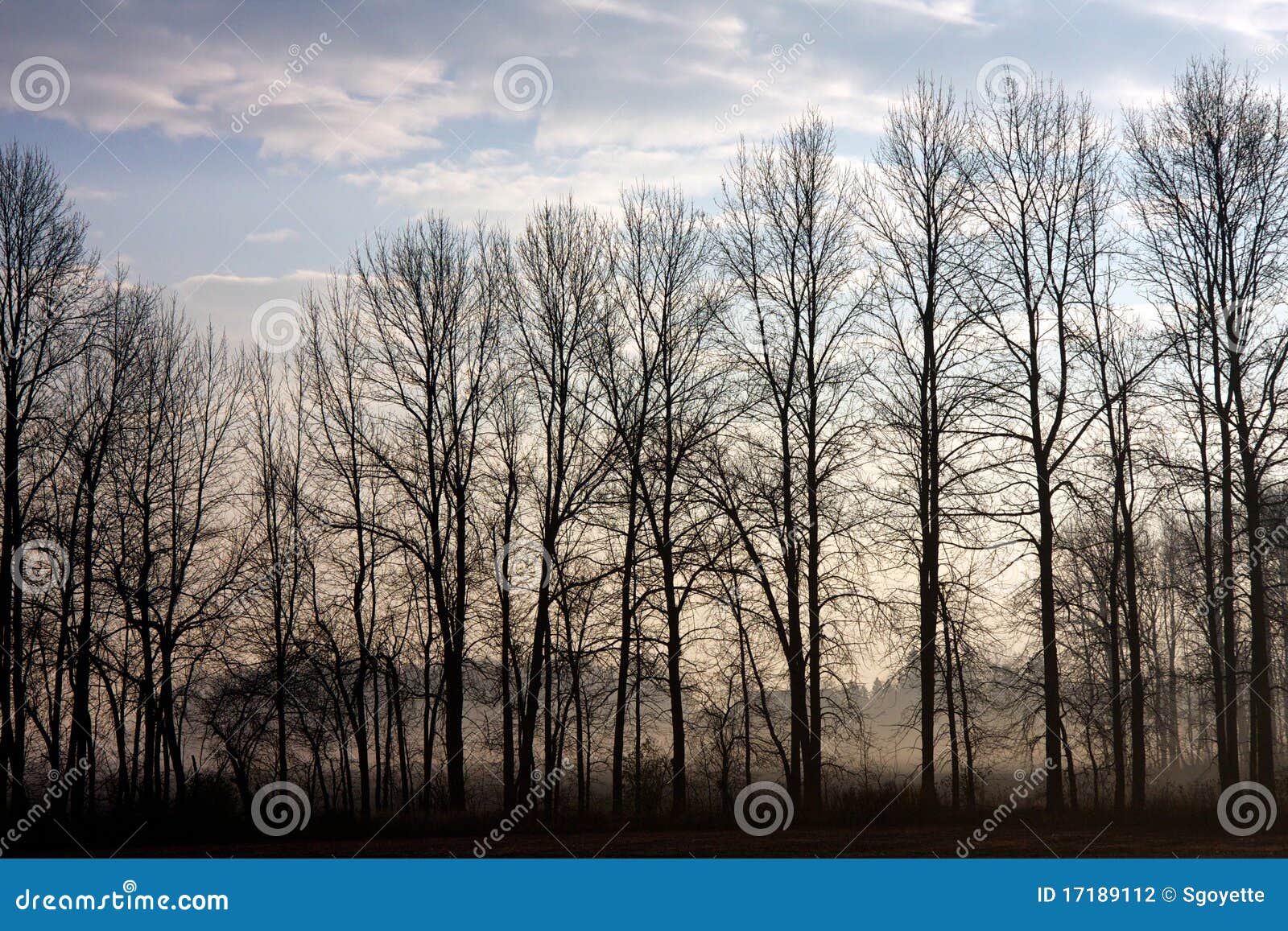 Treeline at sunrise in fog stock photo. Image of foggy - 17189112