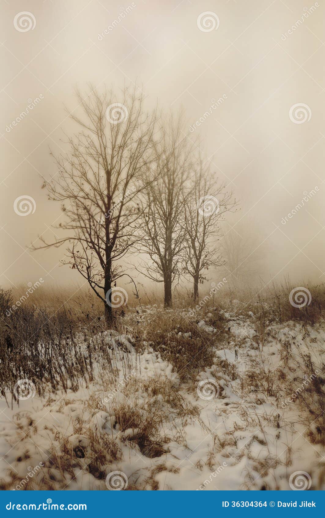 Treeline stock photo. Image of landscape, frozen, field - 36304364