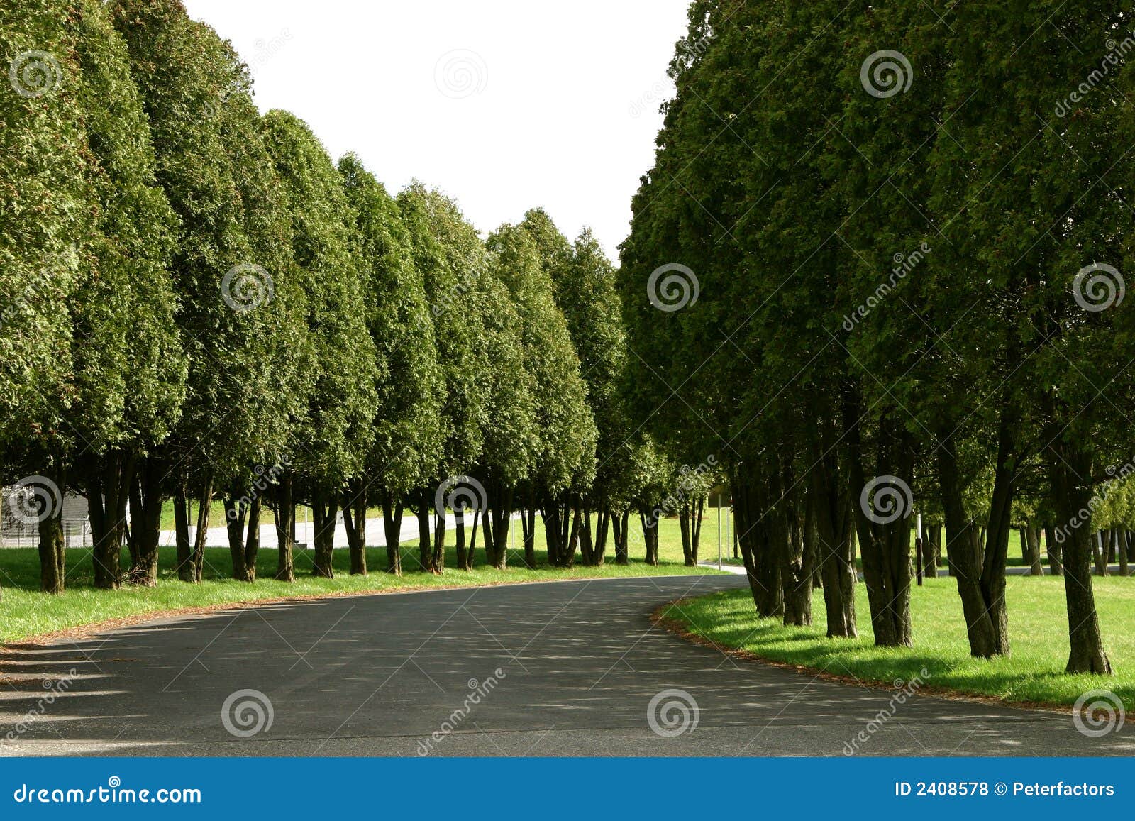 Treelined stock photo. Image of park, residential, mansion - 2408578