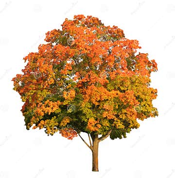 Treemaplefall stock photo. Image of rough, season, element - 6527472