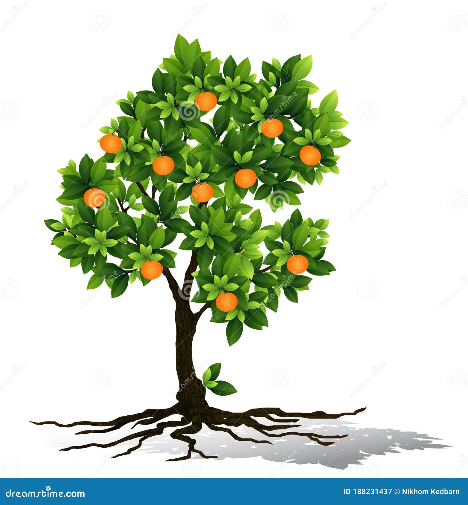 Calamansi Plant Clip Art