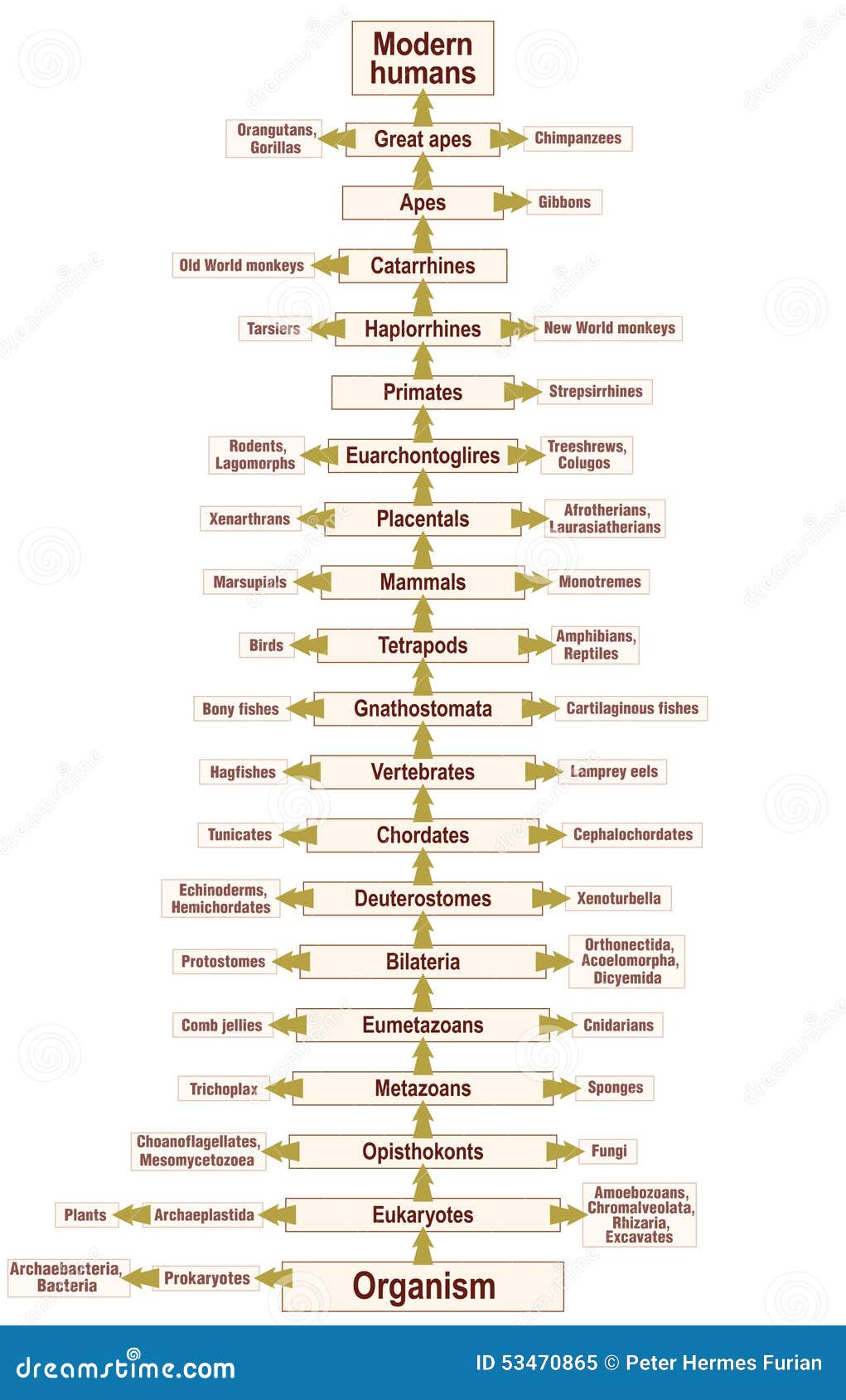 TreeOfLifeHumanEvolutionPhylogenetic Stock Vector - Illustration of ...