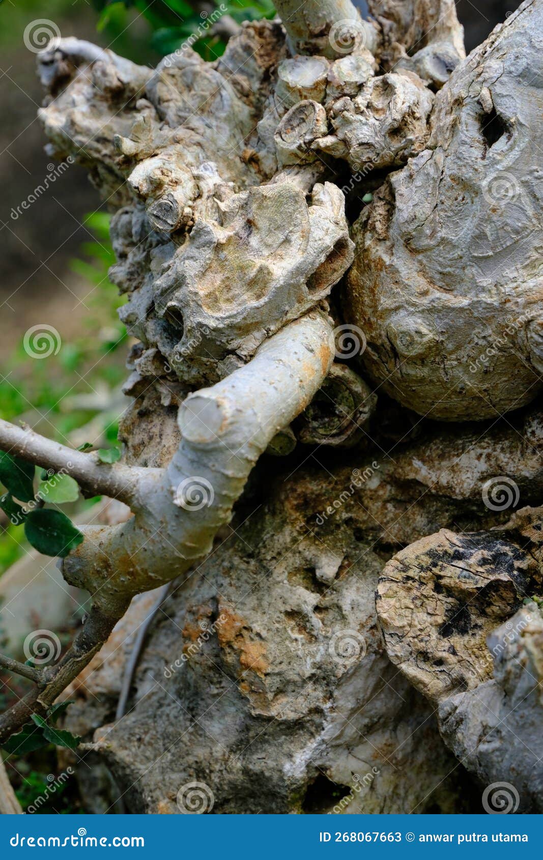 Treeonrock Rockplant One of Streblus Asper Species Stock Image - Image ...