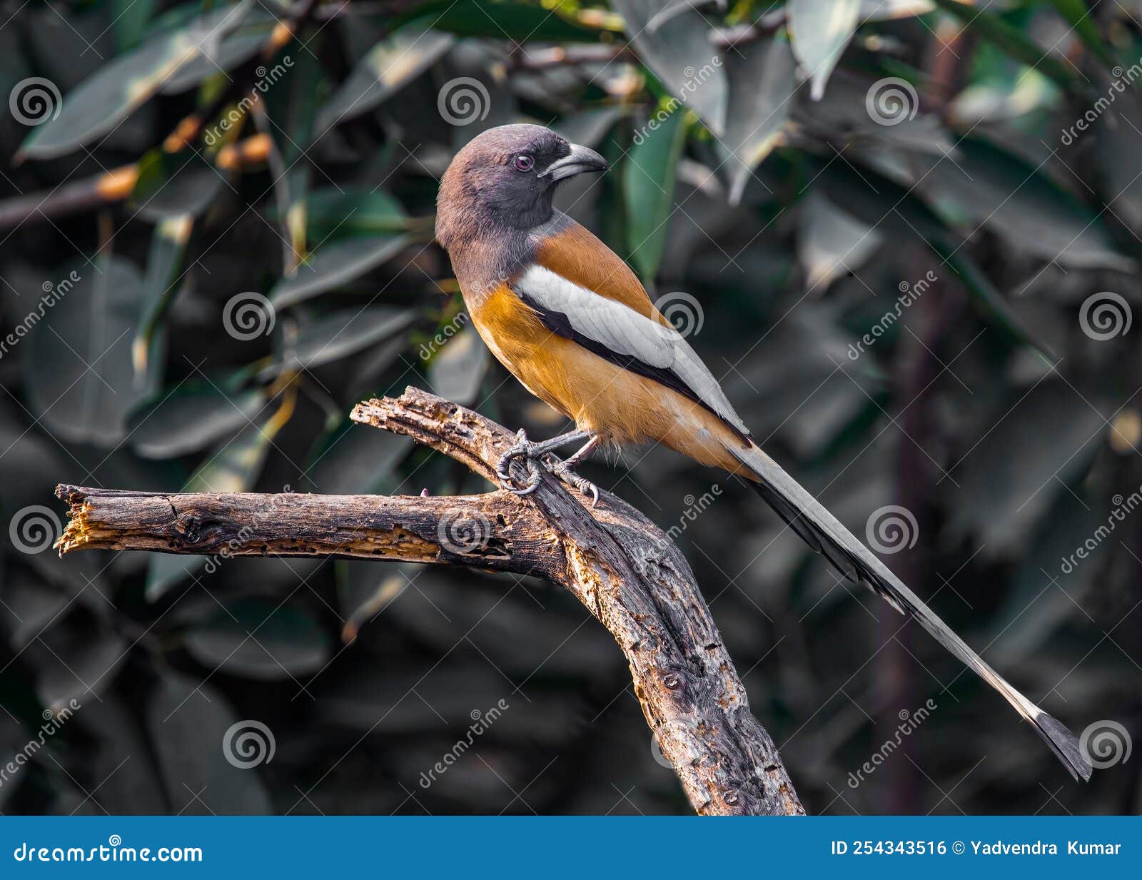 A Treepie Rufous Resting on a Branch Stock Photo - Image of bird, focus ...