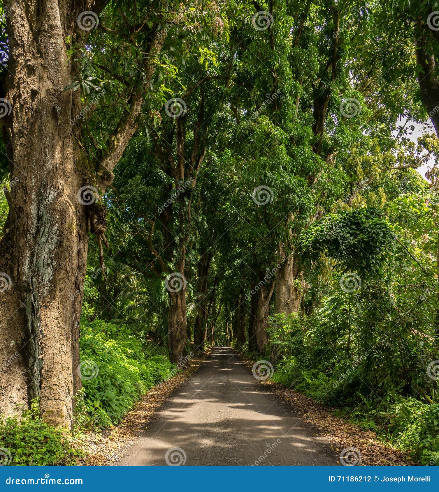 Treer Tunnel stock photo. Image of passage, tunnel, natural - 71186212