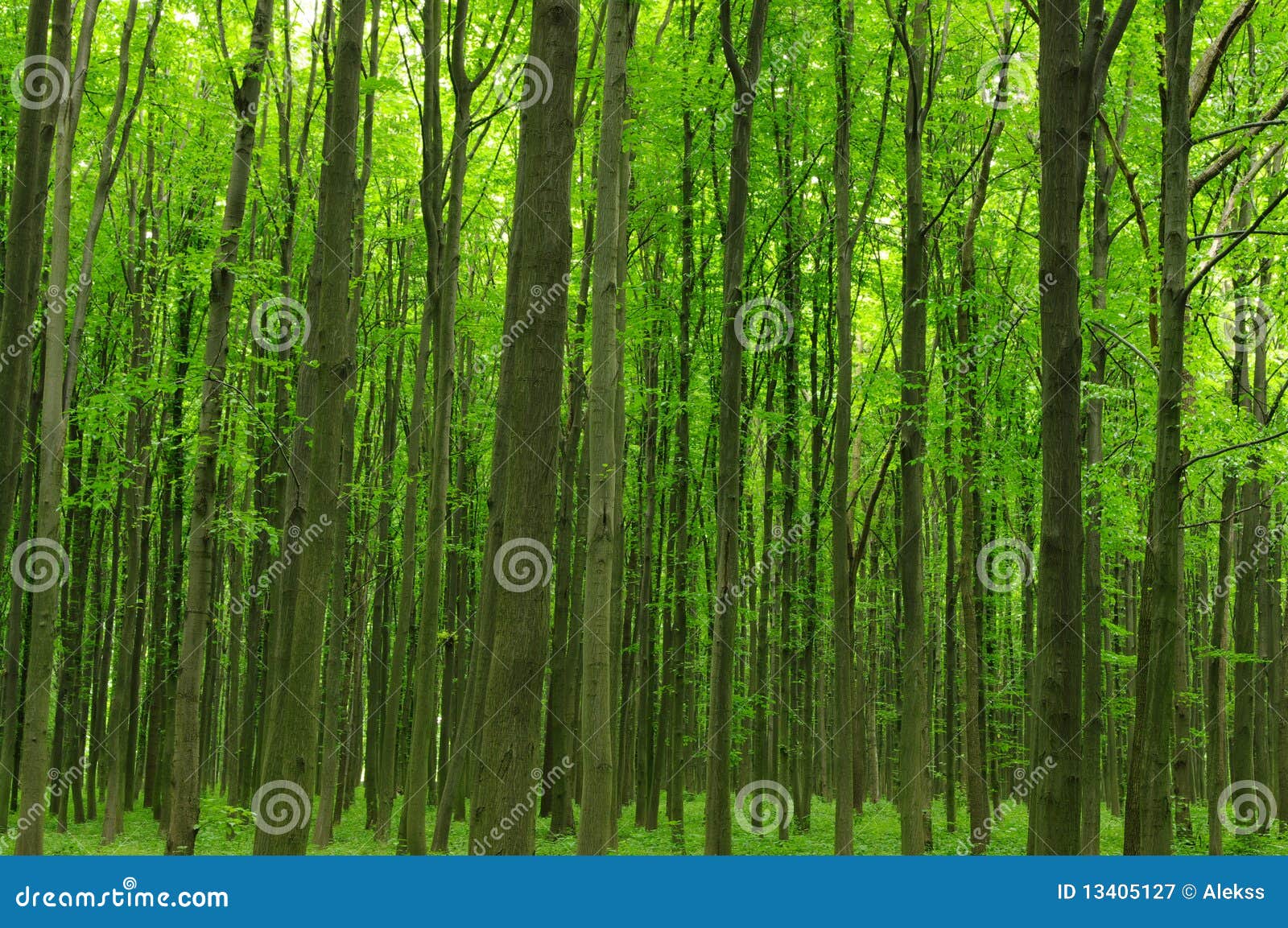 Trees stock image. Image of nature, perspective, scenery - 13405127