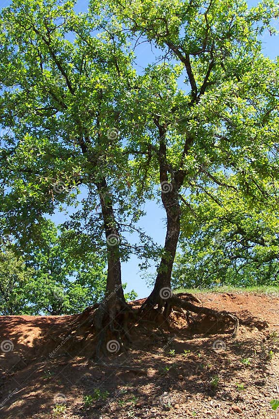Trees stock image. Image of outdoor, roots, skies, landscape - 14699