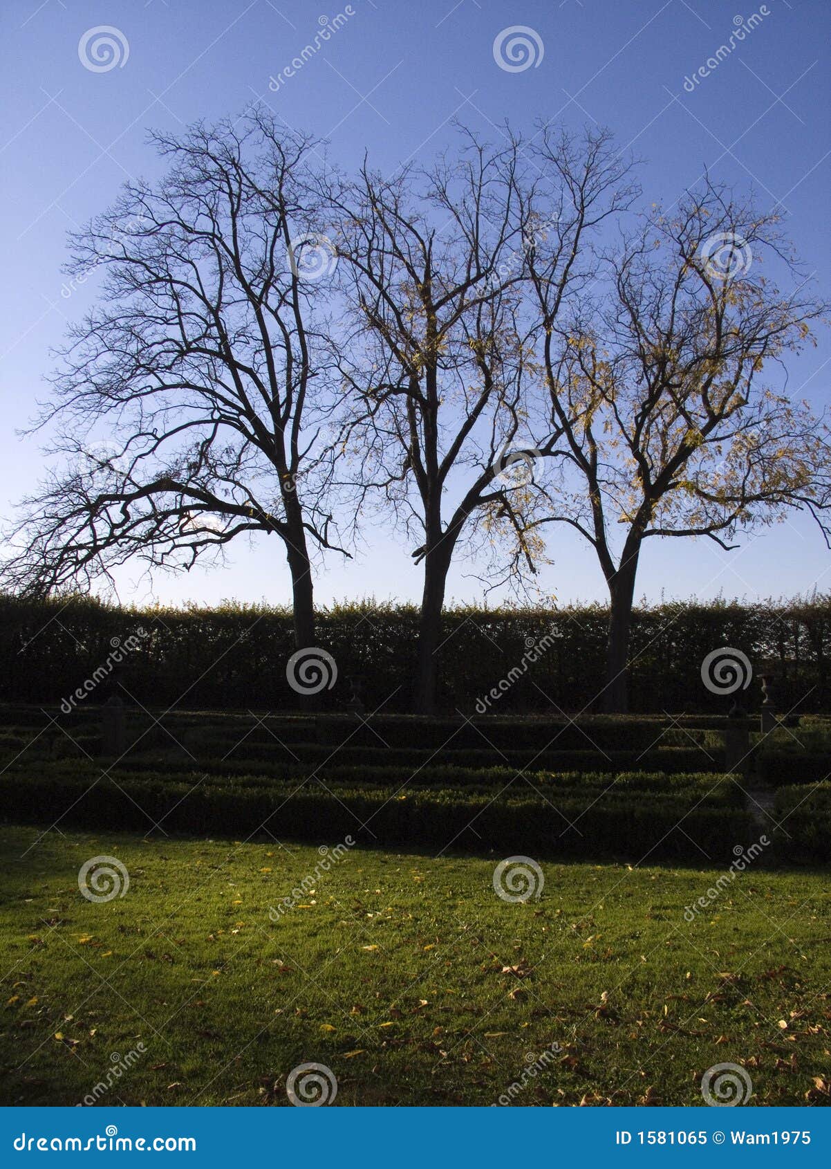 Trees stock image. Image of trees, three, seasons, green - 1581065