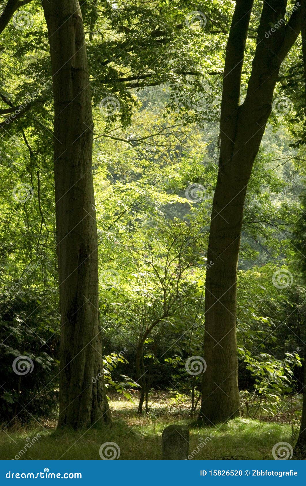 Loofbomen Stock Photos - Free & Royalty-Free Stock Photos from Dreamstime