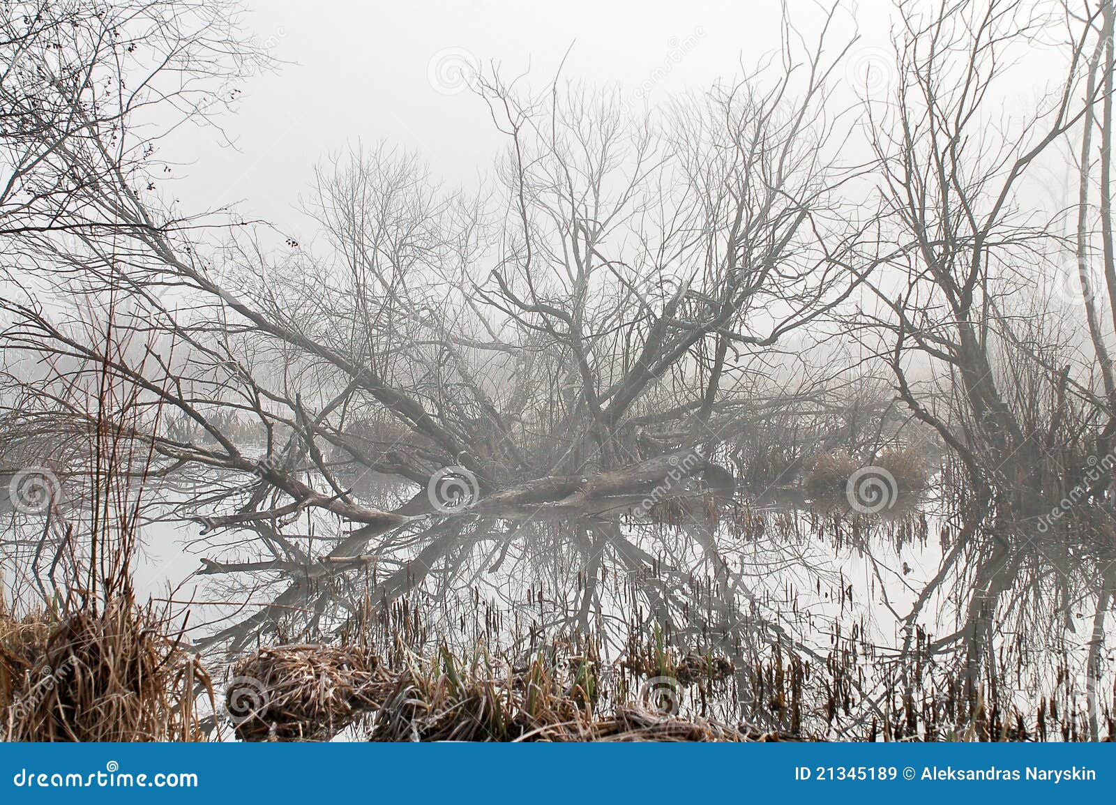 Trees stock image. Image of calm, relaxing, reflections - 21345189