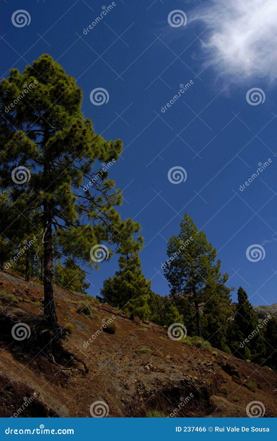 Trees stock photo. Image of land, shadows, mount, branches - 237466