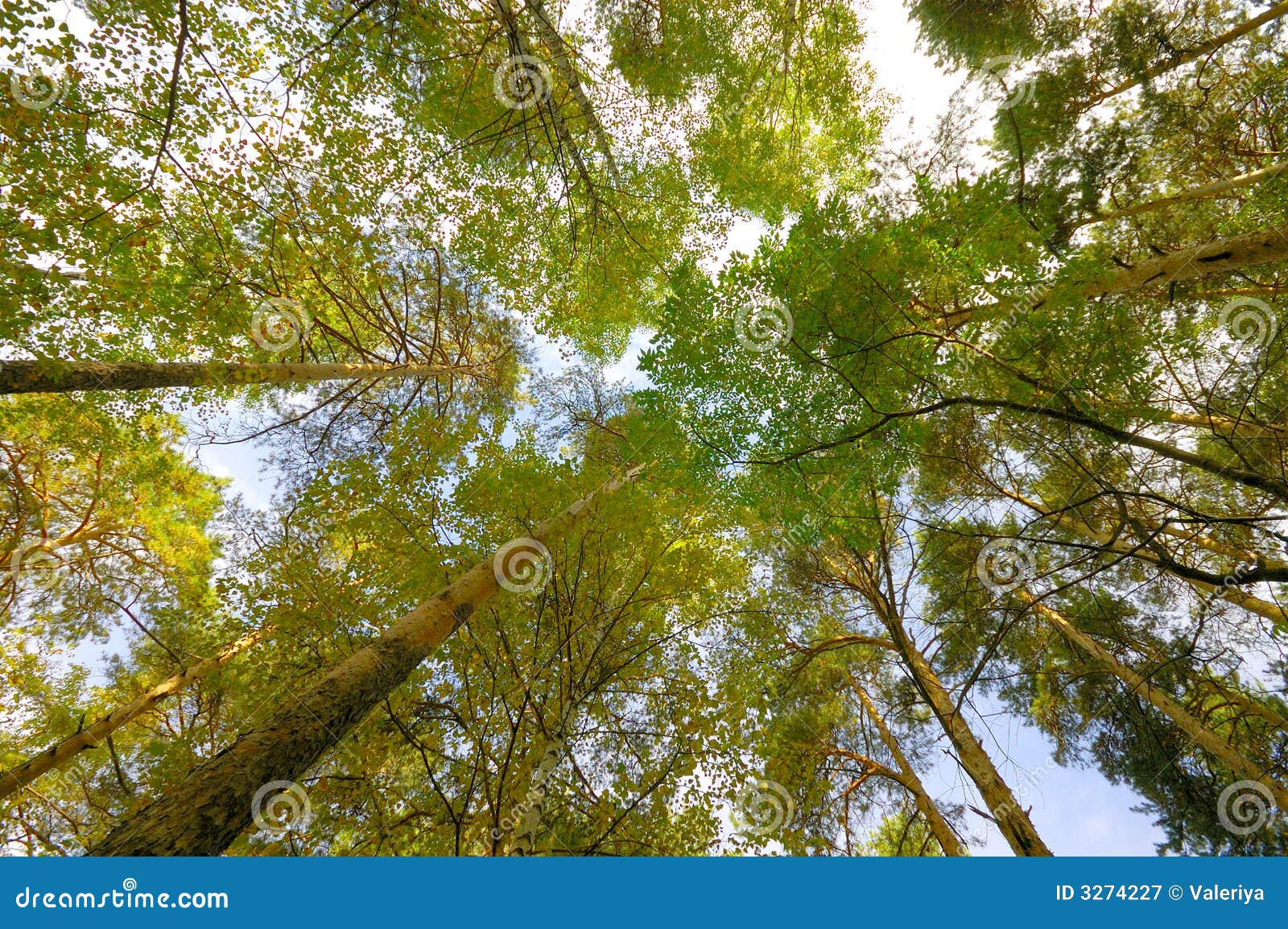 Trees stock image. Image of stem, lofty, nature, leaves - 3274227