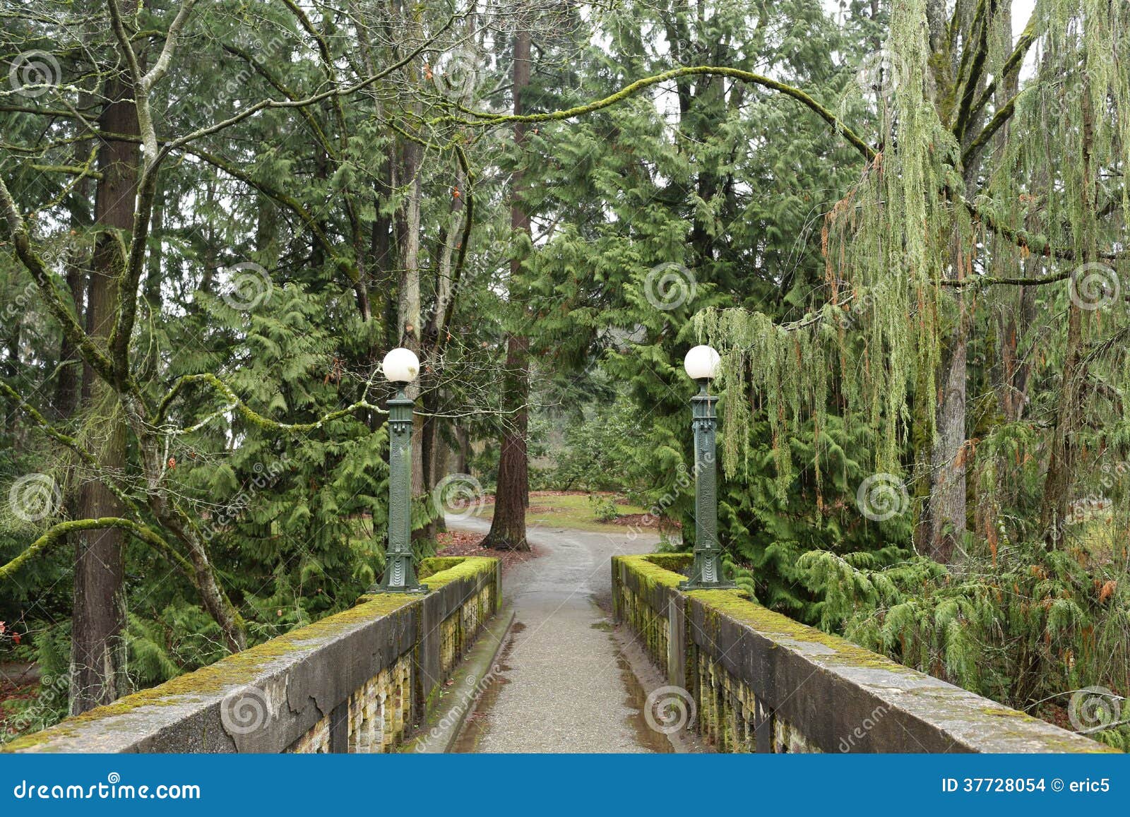 Trees stock photo. Image of arts, historic, trees, seattle - 37728054
